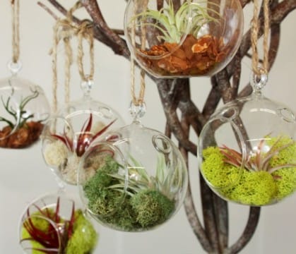 50 Magical Terrarium ideas to install in Your Home – Buzz16