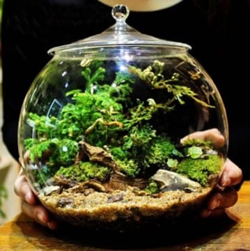 50 Magical Terrarium ideas to install in Your Home