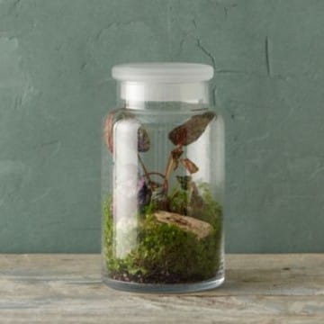 50 Magical Terrarium ideas to install in Your Home - Power Food Health ...