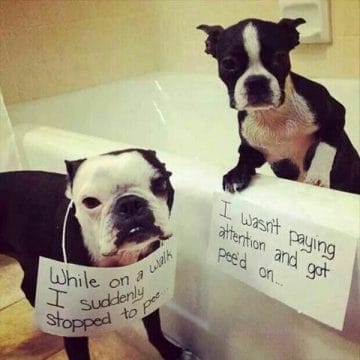 40 Funny Pet signs to Honor Your Four Legs Buddy