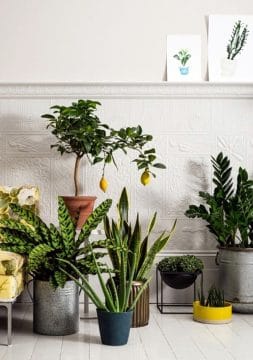 40 Modern Indoor Garden Ideas From Future