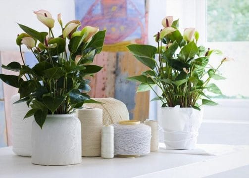 40 Innovative Plant Pots ideas