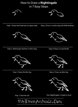 25 Quick "How to Draw an Animal" Cheat Sheet