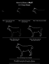 25 Quick "How to Draw an Animal" Cheat Sheet