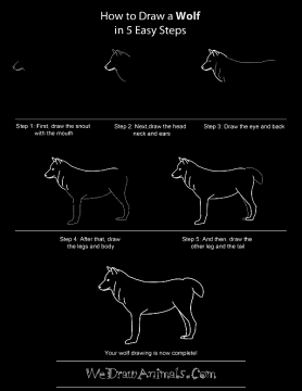 25 Quick "How to Draw an Animal" Cheat Sheet