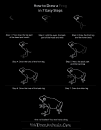 25 Quick "How to Draw an Animal" Cheat Sheet